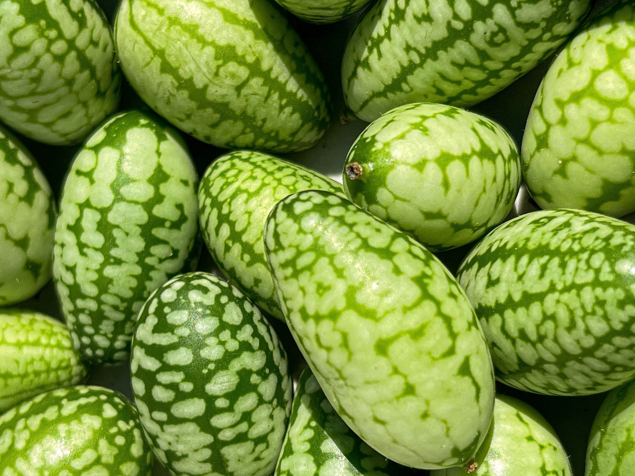 A Guide to Growing Cucamelons – envii