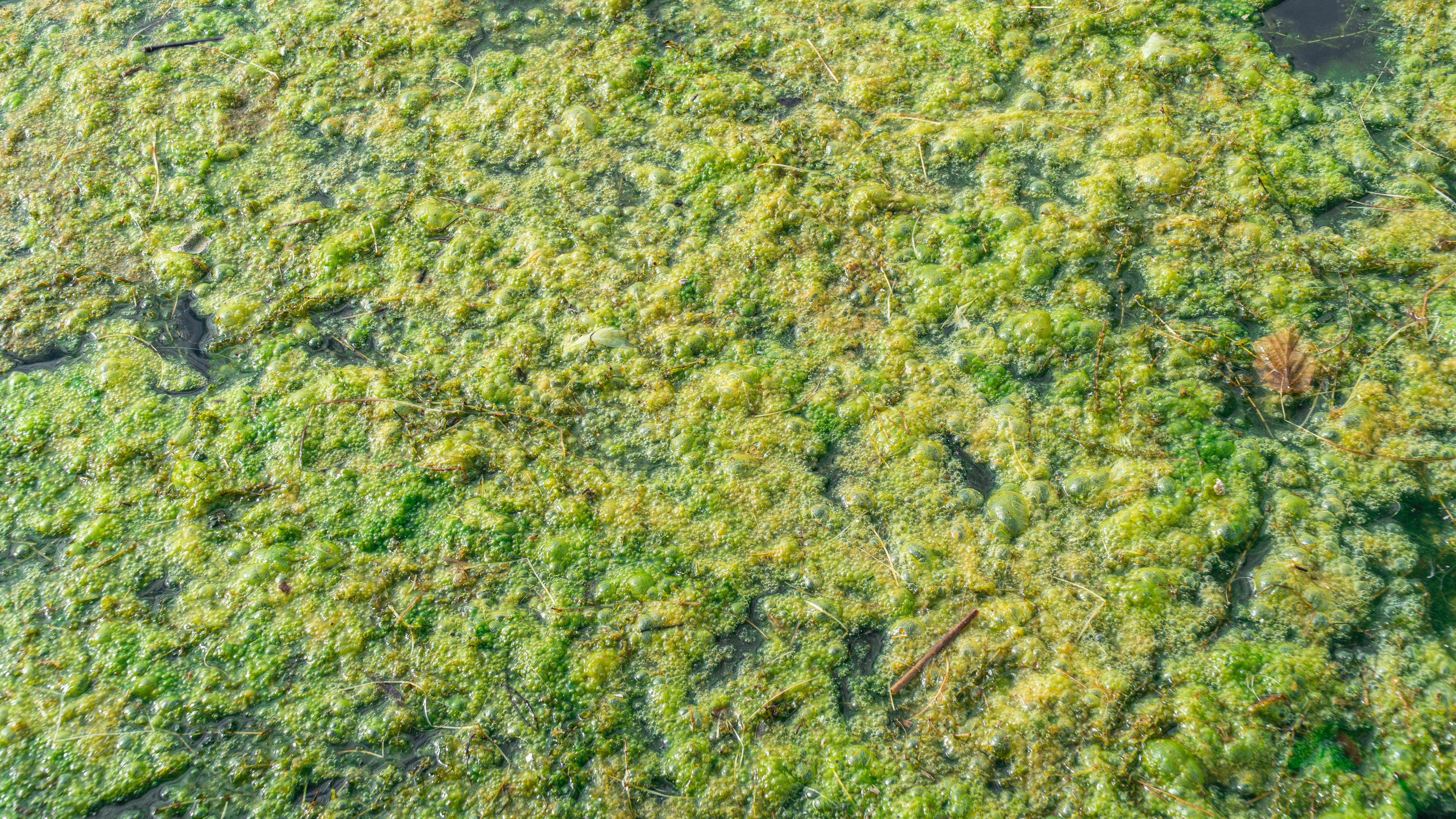 Blanket Weed Treatment Range - Pond Algae Control - Envii – envii