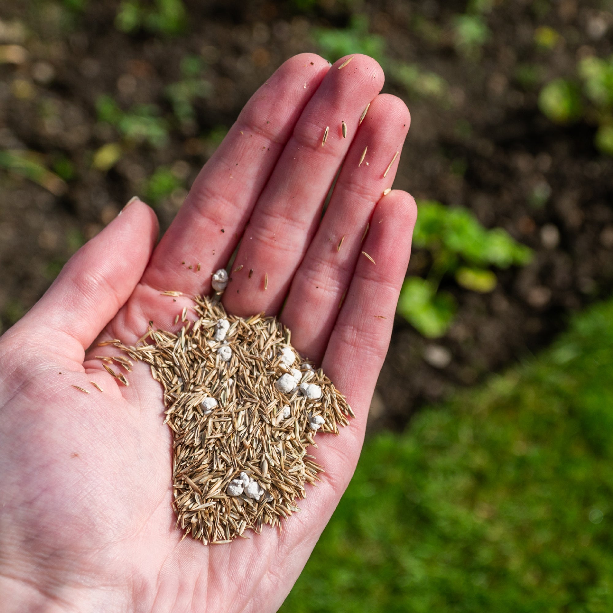 Envii Patch Repair - Grass Seed to Repair Lawn Patches – envii