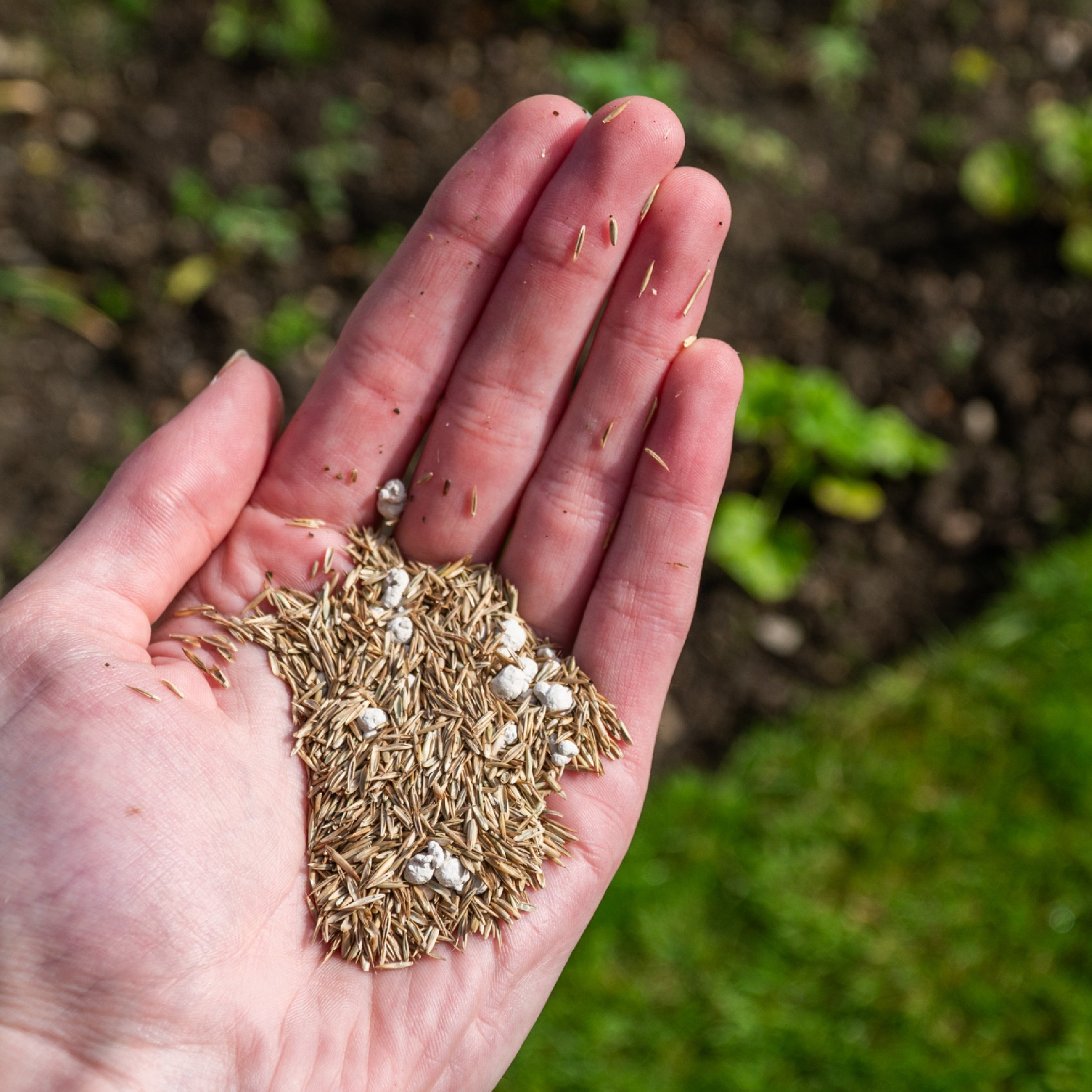 Envii Patch Repair - Grass Seed to Repair Lawn Patches – envii